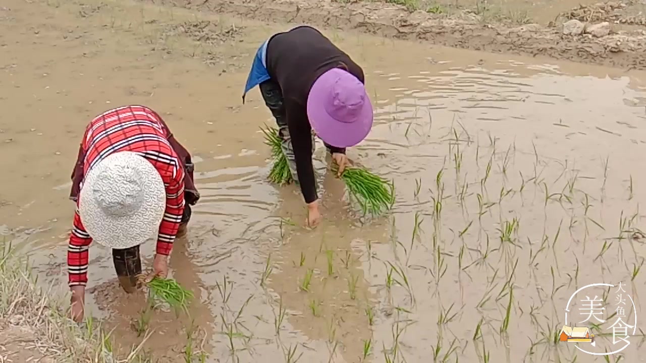 稻谷种植全过程,拔秧,翻土,插秧,3亩多田一天就完活