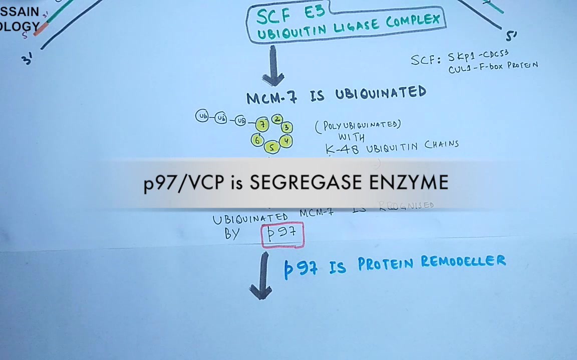 阿三教你——DNA复制—终止!DNA Replication in Eukaryotes | ...