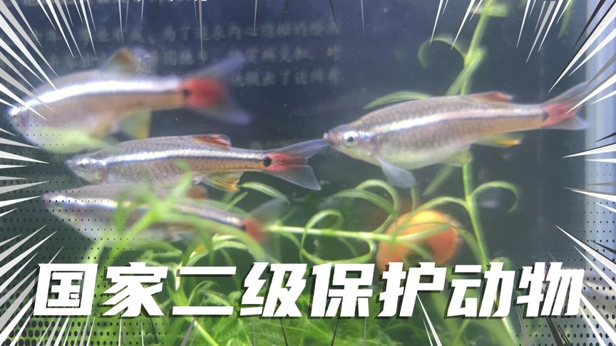 中国国家二级野生保护动物,再不养就灭绝了——白云金丝鱼