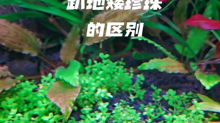 趴地矮珍珠和迷你矮珍珠区别