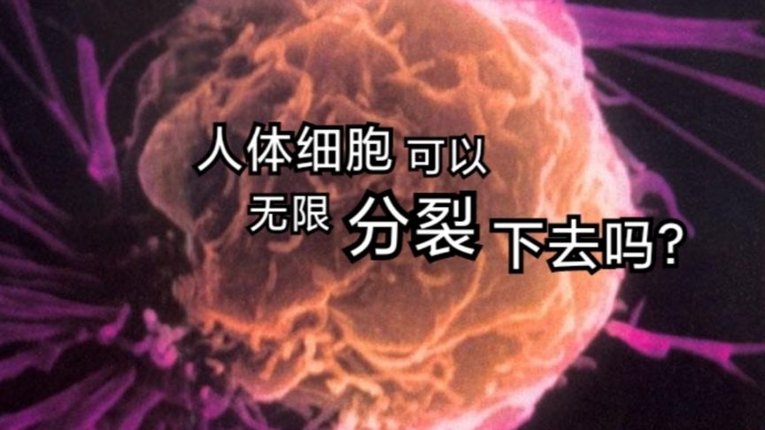 人体细胞可以无限地分裂下去吗?【高中生物讲解】1.6.3