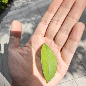 沐沐陈的卤面 