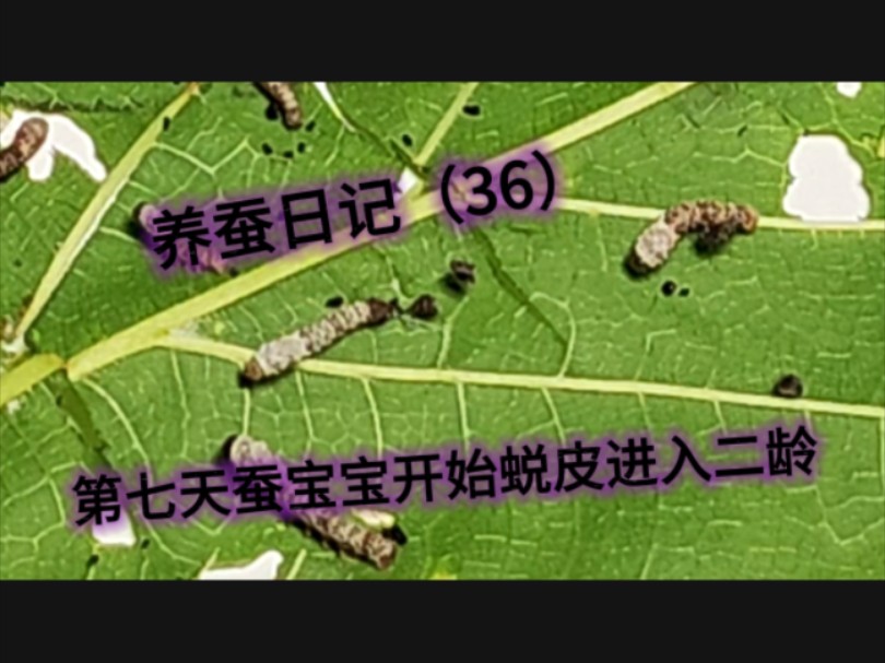 养蚕日记(36)第七天,蚕宝宝开始蜕皮进入二龄