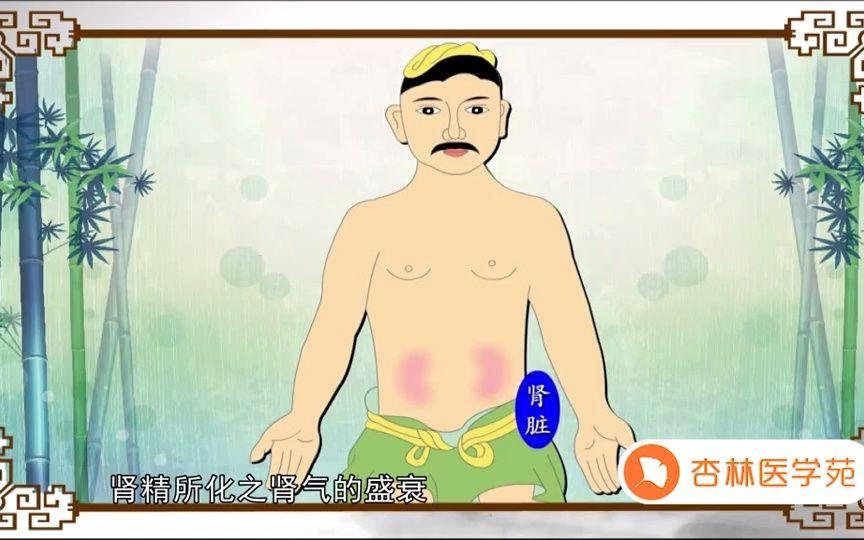 034【肾经】141~145交信穴、筑宾穴、气穴、中注穴、商曲穴