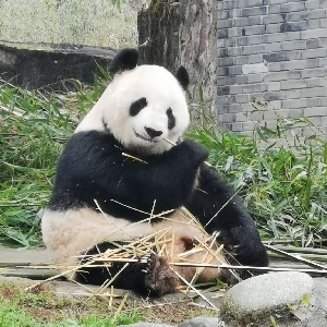 老宅1972 