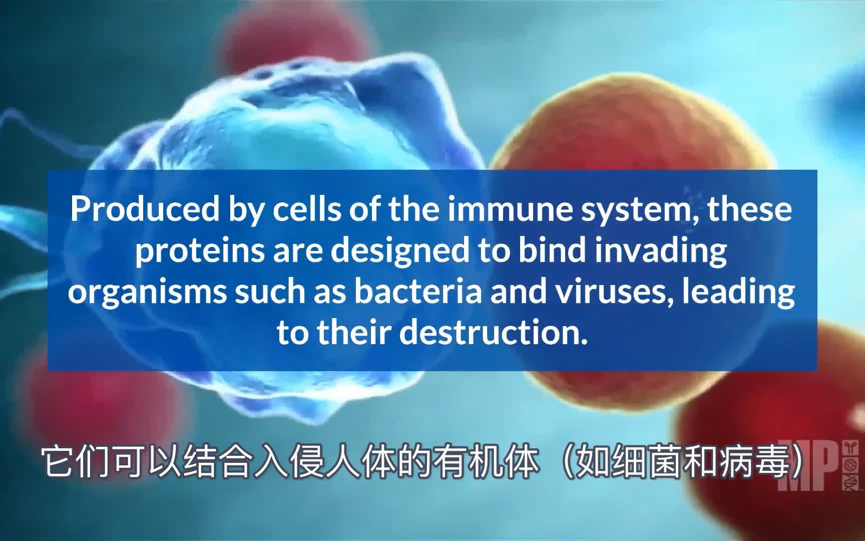 免疫球蛋白,免疫系统消灭有害病菌的“秘密武器”!【MPBio】