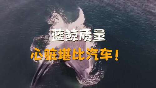 蓝鲸质量体系揭秘:如何让产品缺陷无处遁形?