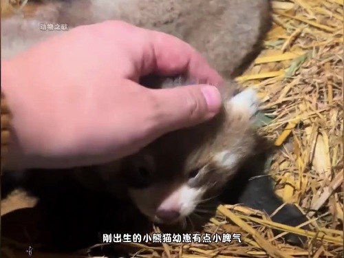 小熊猫不是干脆面,呆萌可耐的小熊猫