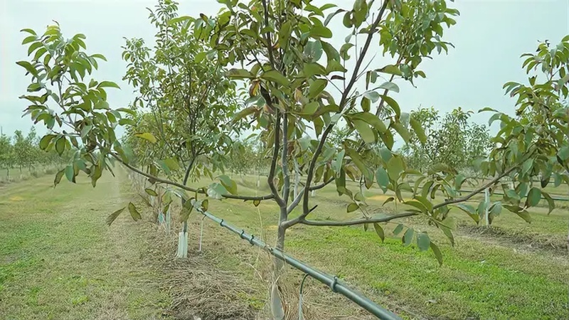 果树栽培的技术要点,每年修剪果树不可忽视