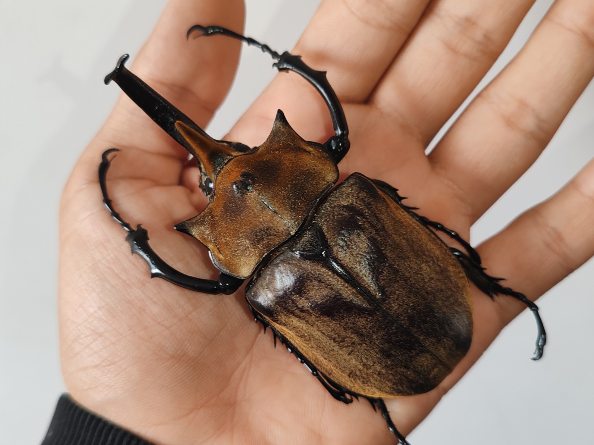 如何入行甲虫宠物行业?如何挑选甲虫种类?如何销售经营店铺?市场...