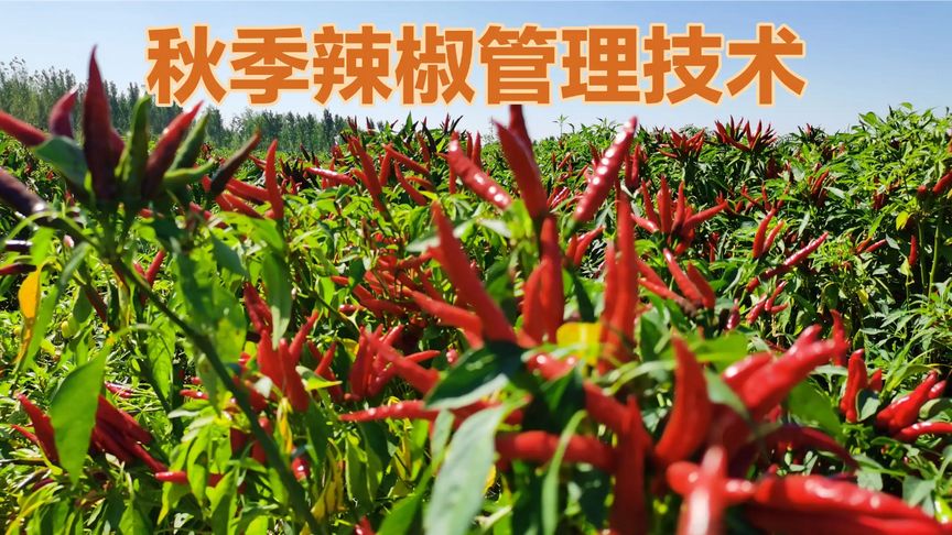秋季辣椒种植技术:辣椒要想产量高,定植时管理很重要