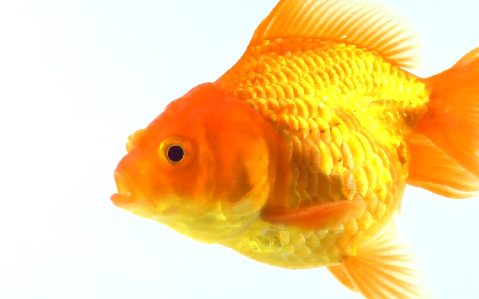 c852 2K高清画质大金红鲤鱼金鱼小鱼儿水中游动特写动态视频素材