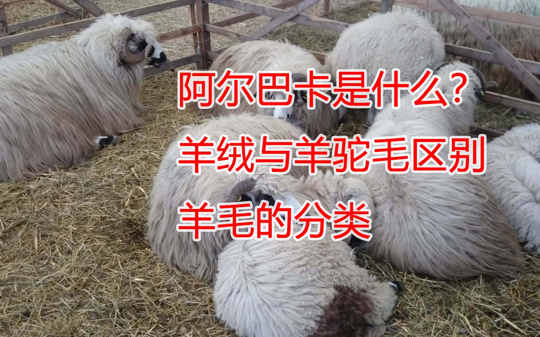 羊绒、羊毛、澳毛、马海毛、羊驼毛、阿尔巴卡都是什么,有何关系