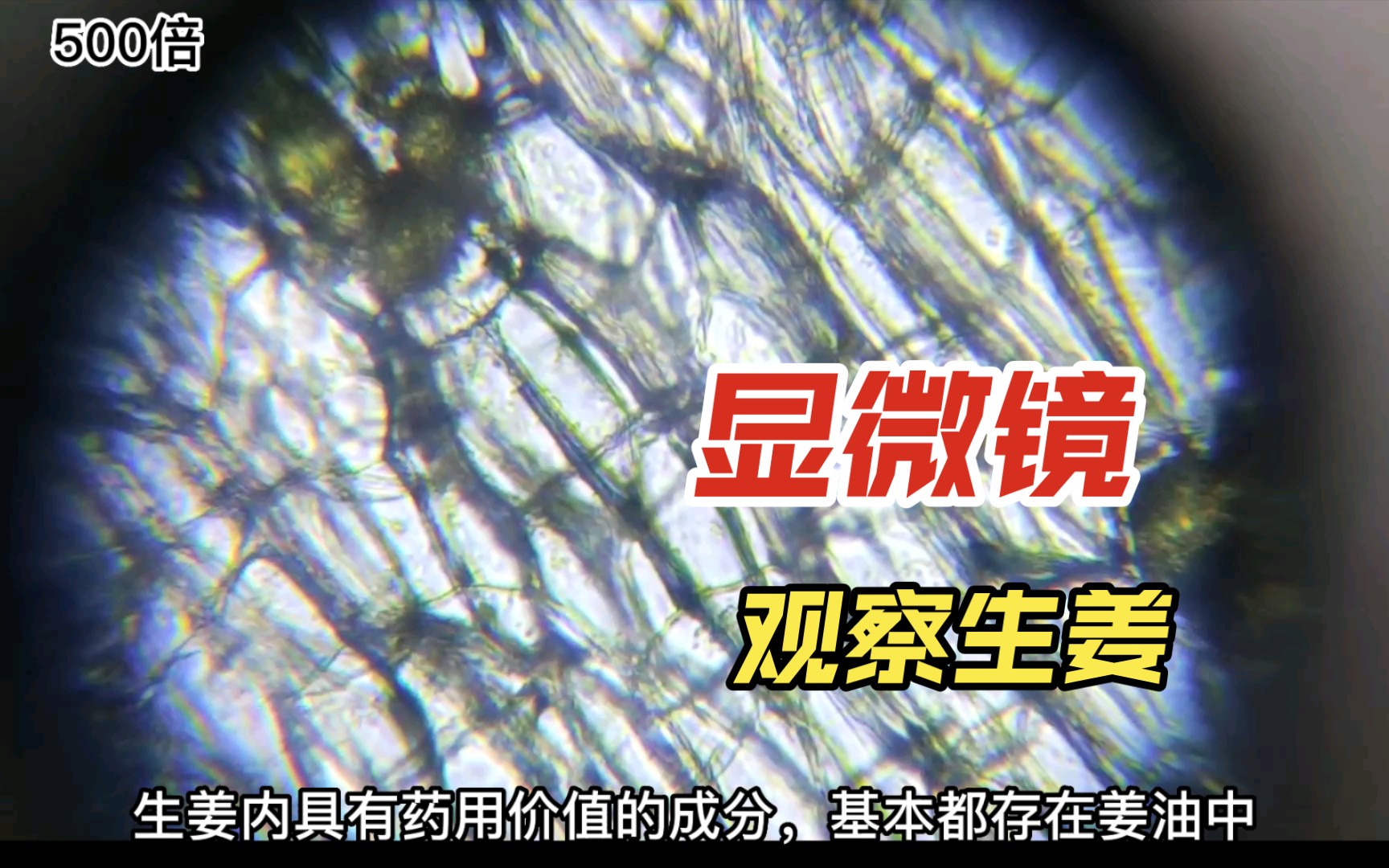 显微镜:观察生姜