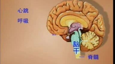 初中生物--神经系统的组成及功能