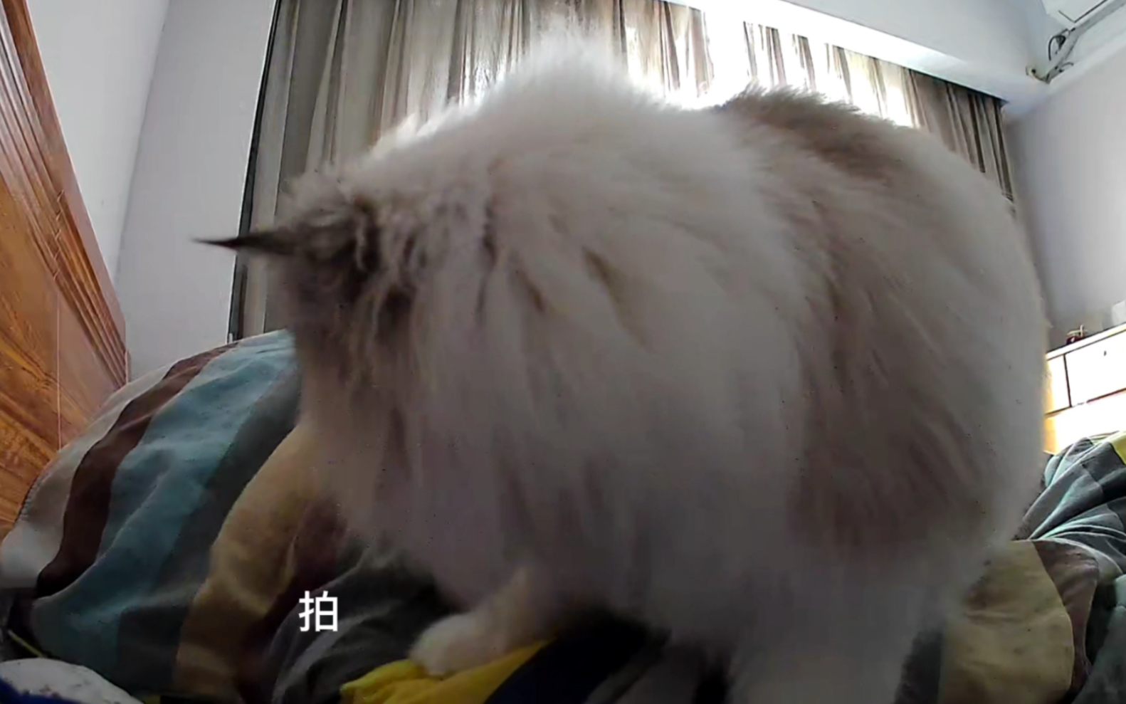 监控记录:修猫的叫早服务也太卖力了吧