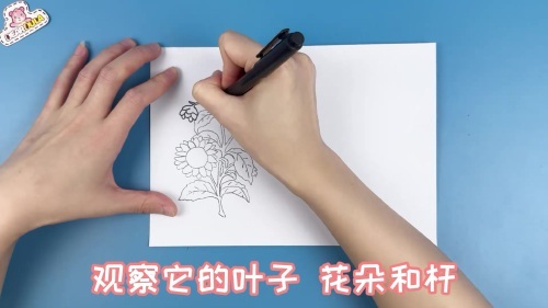 向日葵植物记录卡,制作简单的植物记录卡