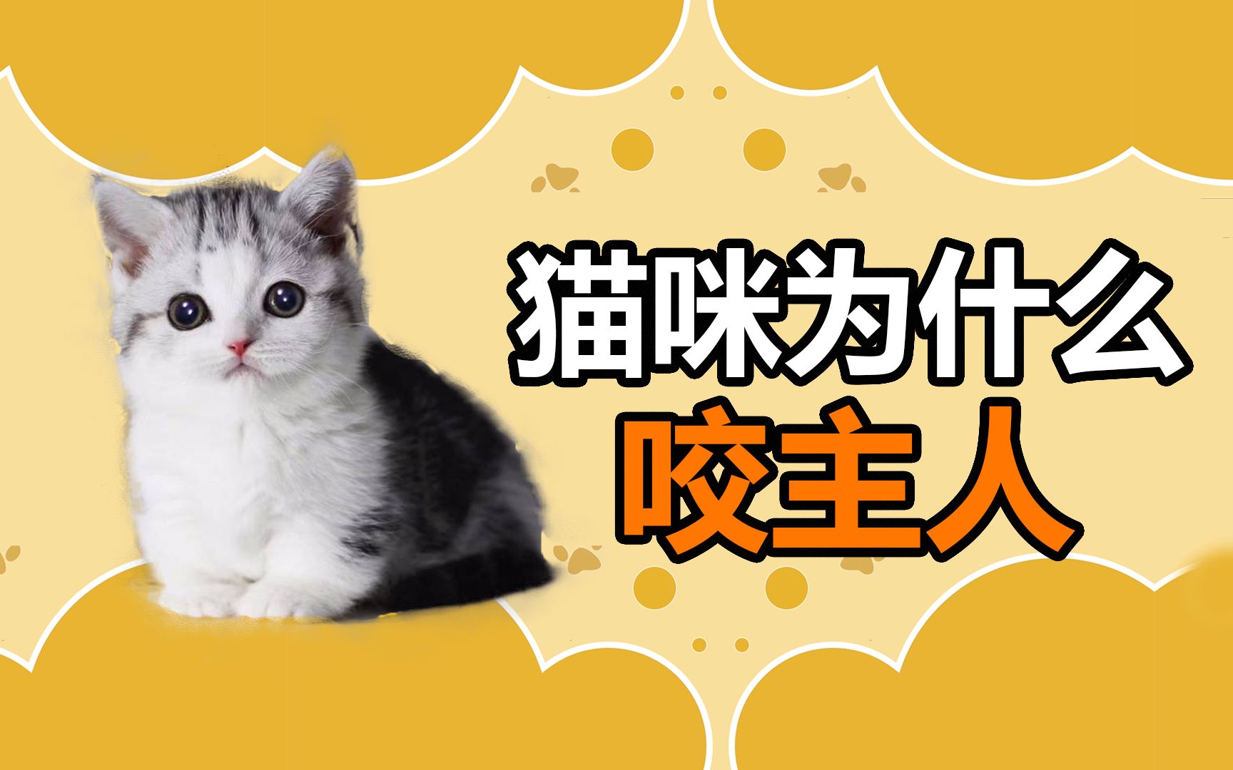 宠物冷知识:猫咪为什么喜欢咬主人呢?