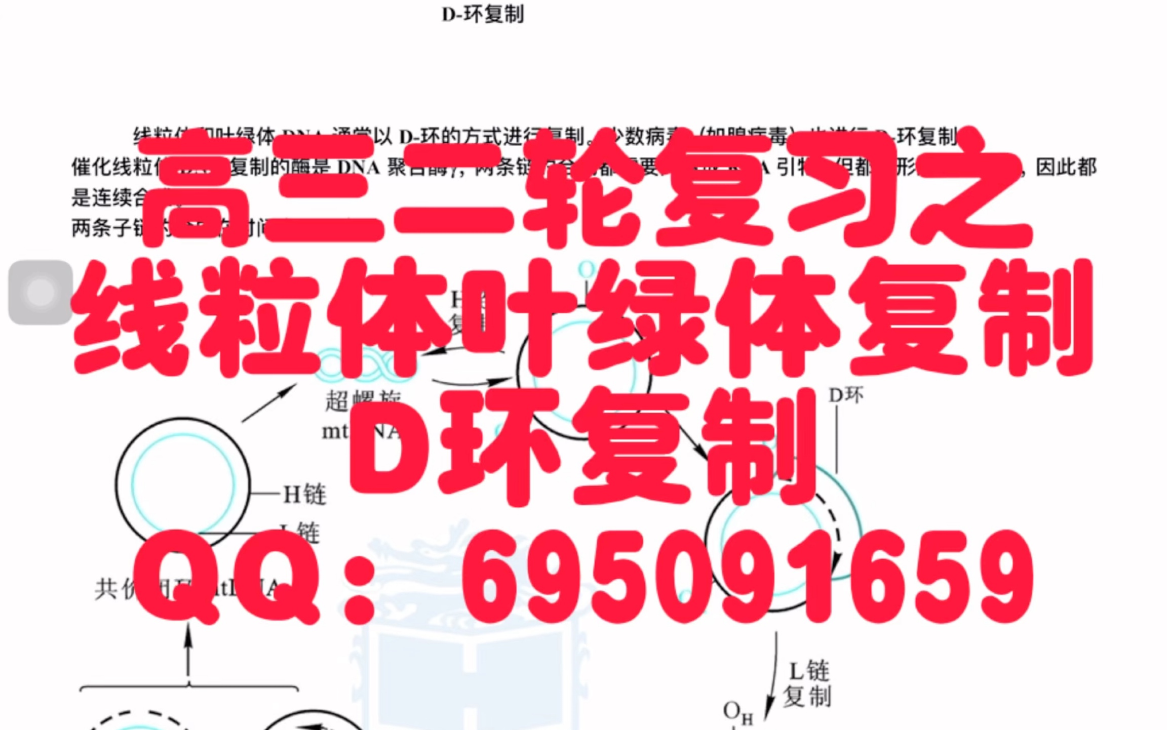 2023年高三二轮复习之D环复制,线粒体和叶绿体的复制方式