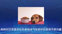 狗狗出现哪些情况可能是它得病了