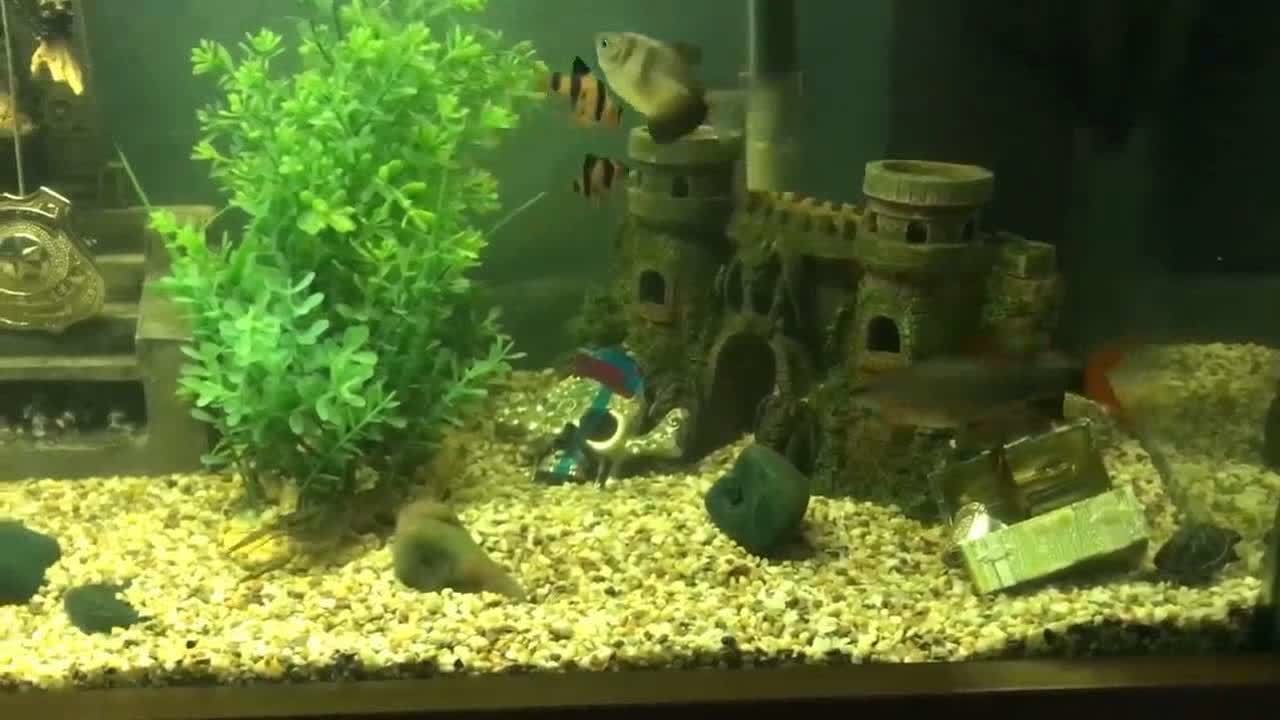 麝香龟、龙虾、热带鱼混养超美造景欣赏,环境看着都爽-龟谷鳖老