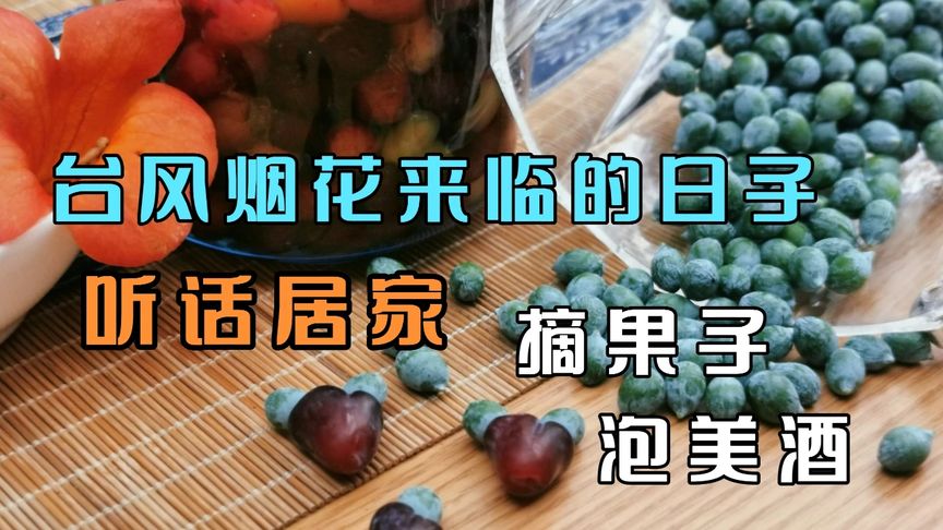 台风烟花来临,居家摘罗汉松果子泡绝美的果子酒,崇尚梭罗般生活