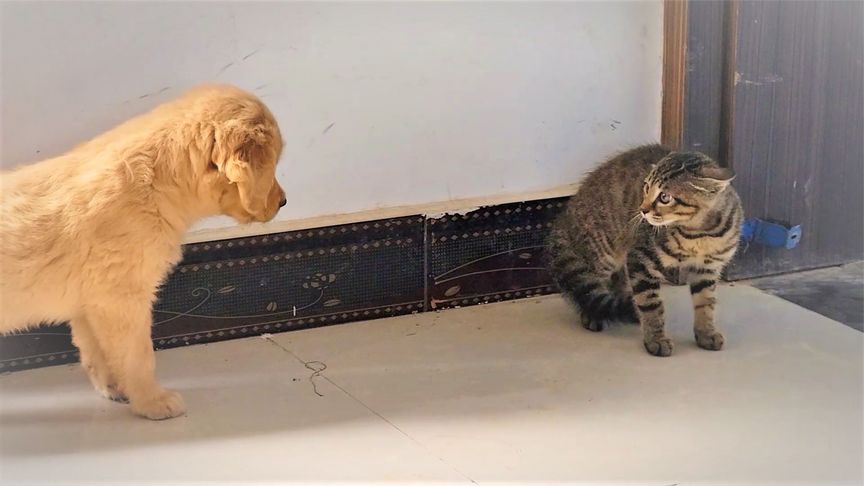 怎么样让猫和狗和平相处,见面就打架可怎么办