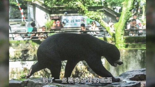 原始森林的巨大蟒蛇,如果这些疯狂的事件没有被拍到,你不会相信