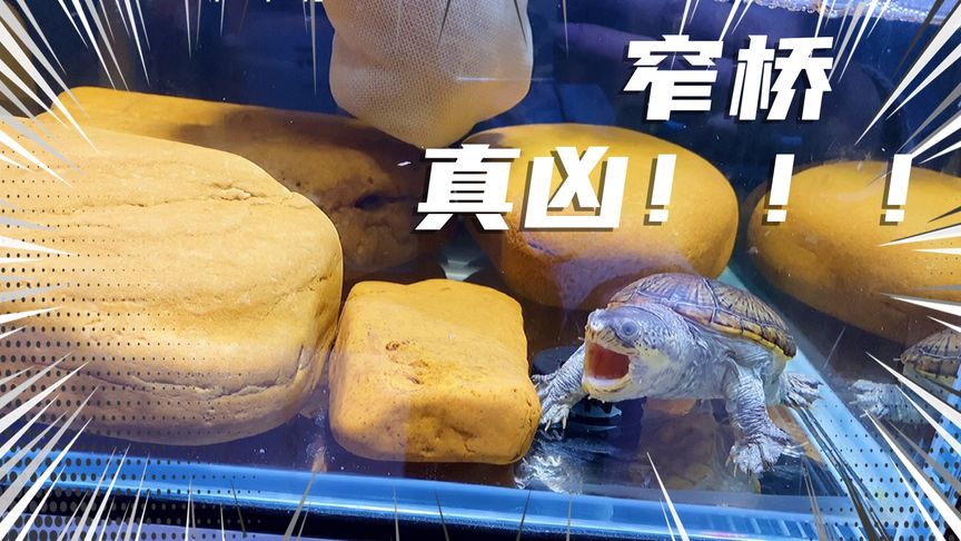小乌龟窄桥有什么坏心思呢?和主人互动完累瘫在龟缸里!