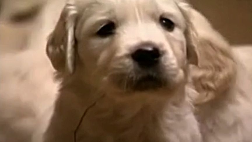 (第五集)四D映像显示狗狗从怀孕到出生的全过程