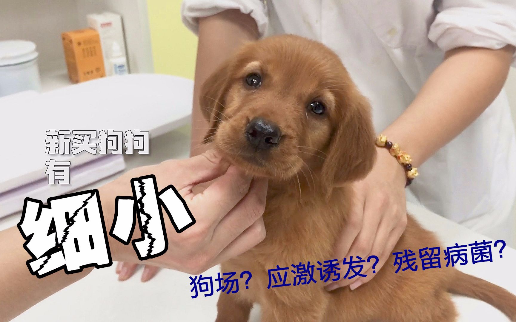 狗场测试小狗很健康，到家第二天就得细小，细小究竟从何来？