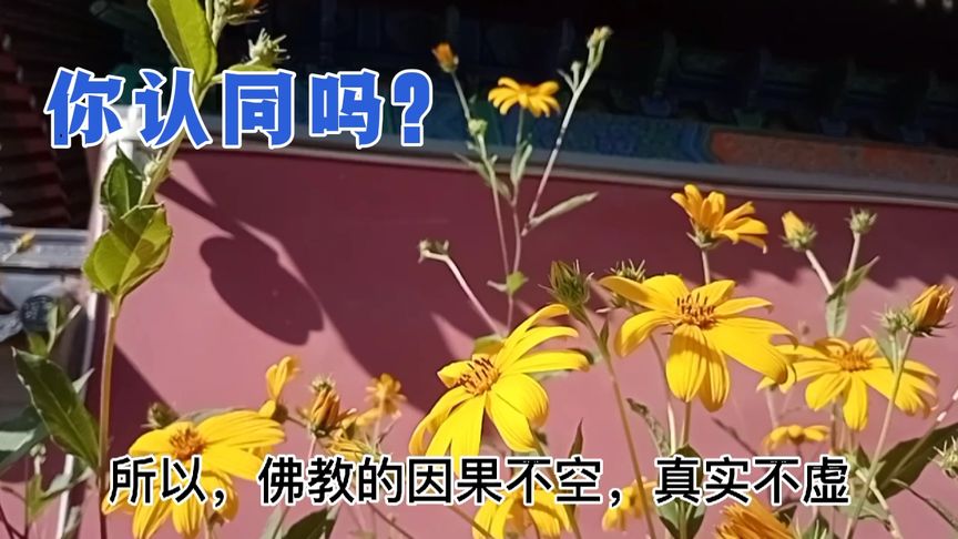 佛弟子想用1条视频就证明佛教的“因果不空”,勇气可嘉?
