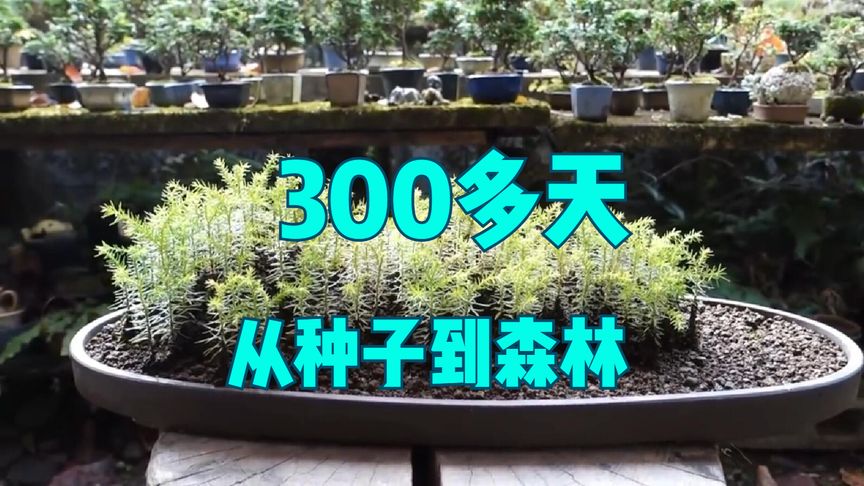 从小种子到长成一片森林,需要多长时间,种植300多天后是这个样