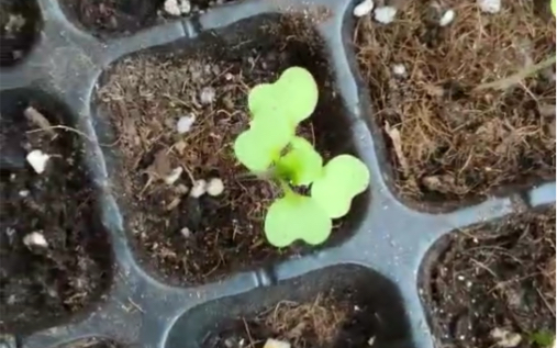 秋播的季节到了,播种了白菜、辣椒、秋葵、樱桃萝卜,记录生长