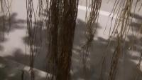 “独木成林”指的就是榕树