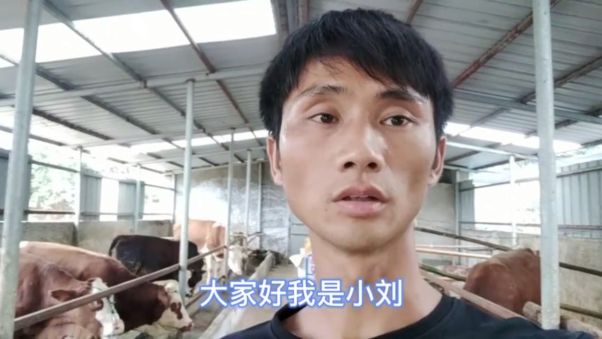 牛的高温病发病率快流产率高是传染性疾病容易当感冒肺炎治疗