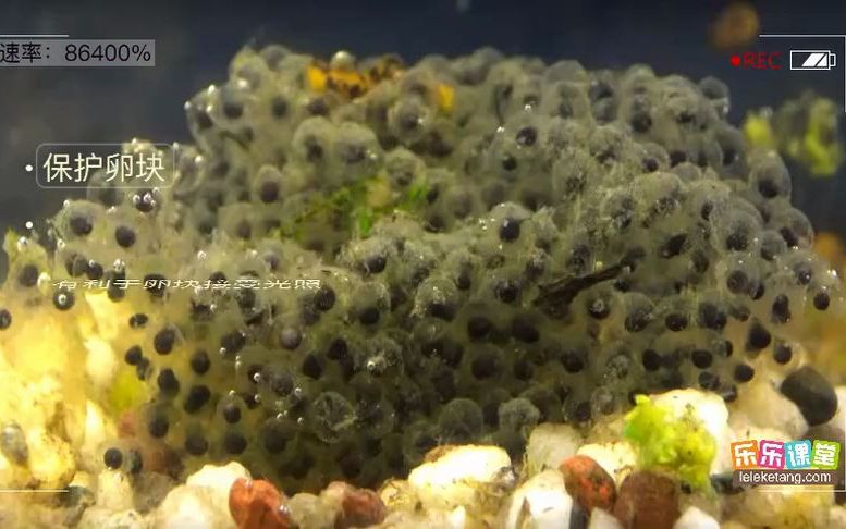 八年级下册生物学 第七期 两栖动物的生殖和发育