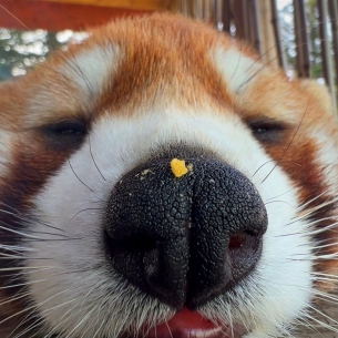黄豆的布丁 