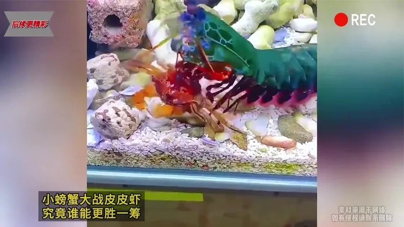 小螃蟹大战皮皮虾,究竟谁能更胜一筹