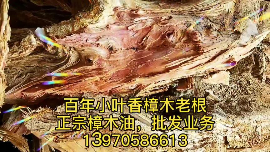 专注小叶香樟木家具,百年老樟木根蒸馏香樟木油生产批发