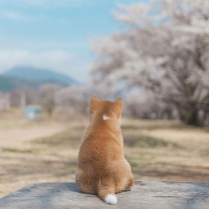 骑蜗牛的小白龙 