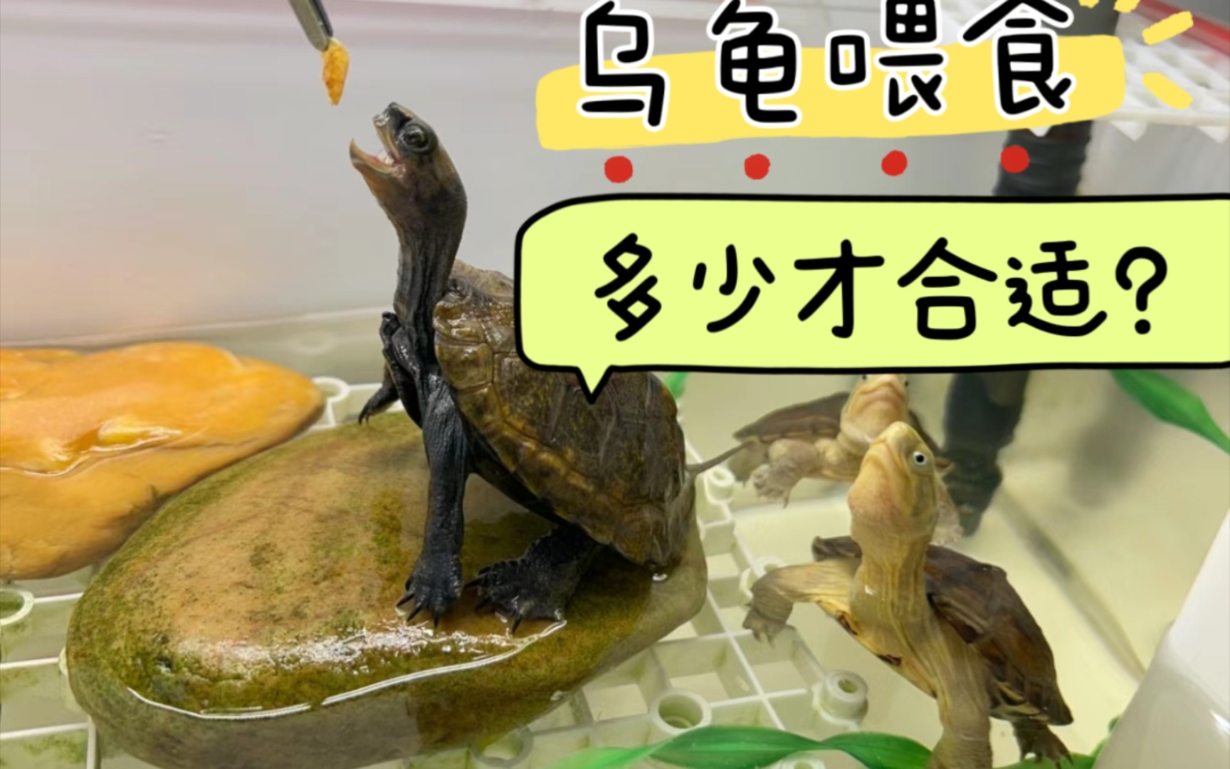 乌龟喂多少合适? 让新手从此不再纠结喂食量