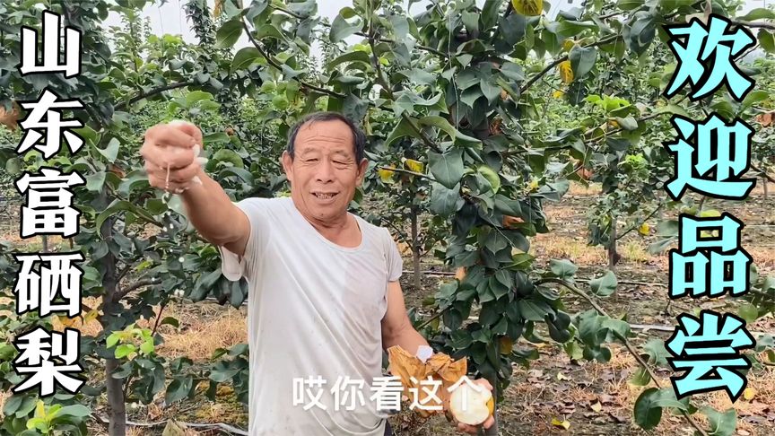 山东富硒秋月梨.你见过这么大的梨吗、进来看