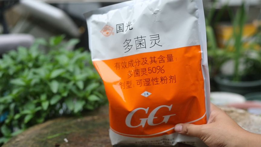 养花有病菌怎么办?园艺师教你,使用多菌灵来除菌,所有花都通用