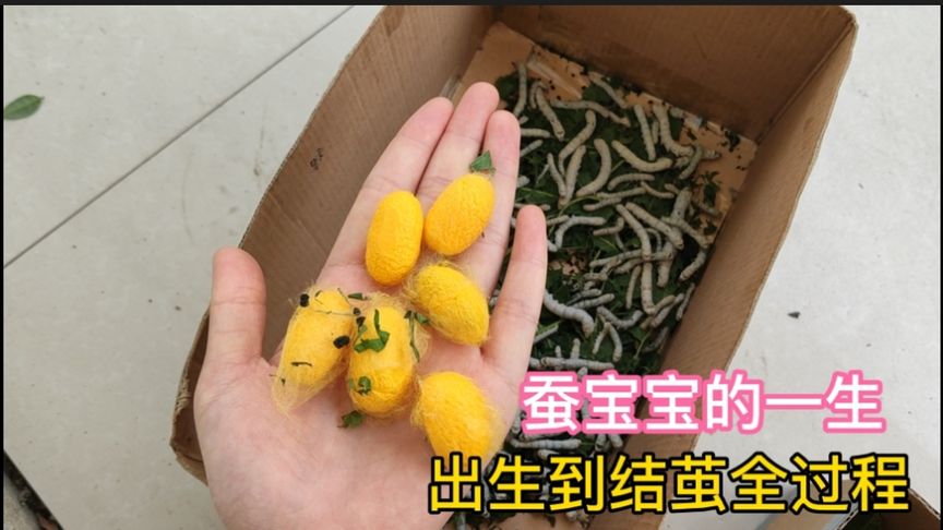 几分钟看完家养几百条蚕的一生 蚕宝宝是一神奇的物种