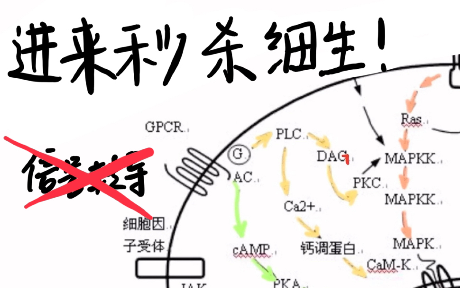 秒杀信号转导(1)|细胞生物学