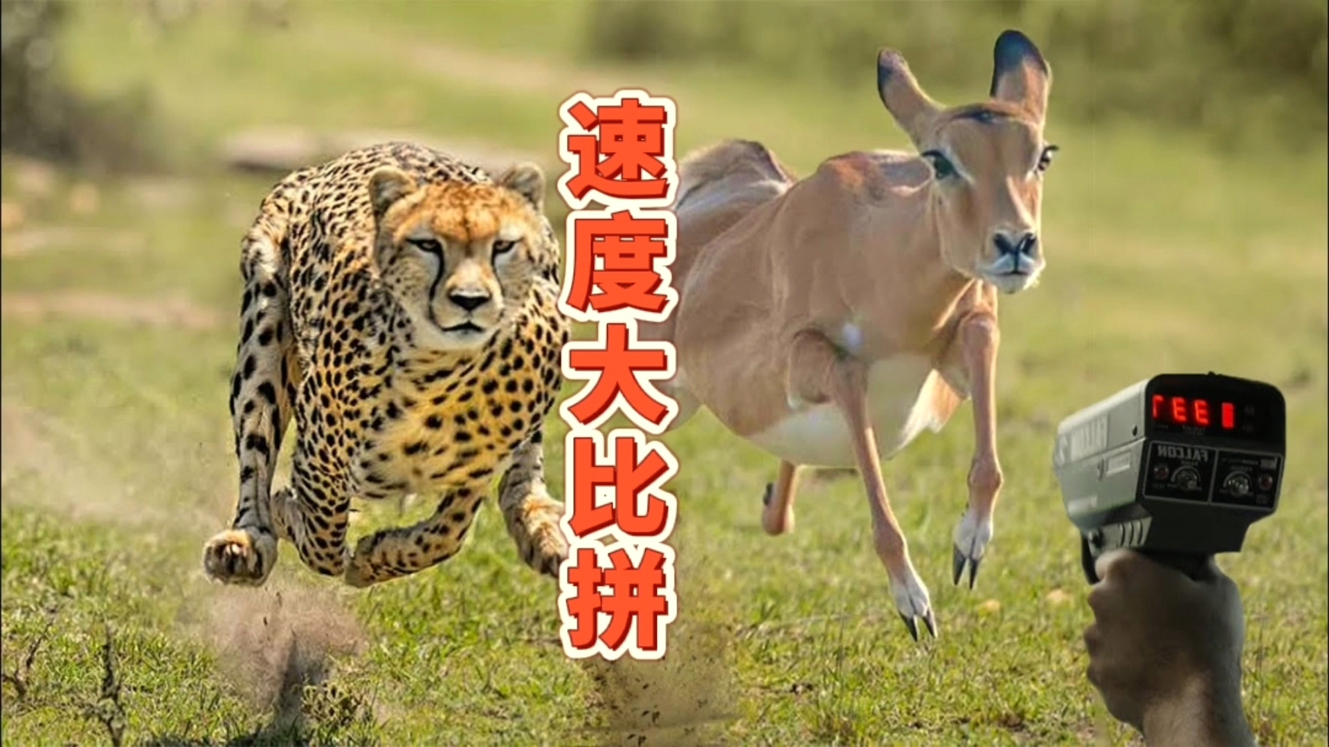 地球上10种速度最快的动物排行榜