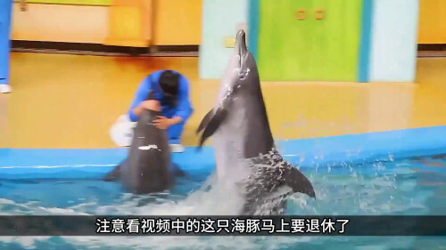 海豚即将离开海洋馆重返大海,与饲养员深情相拥,太感人了