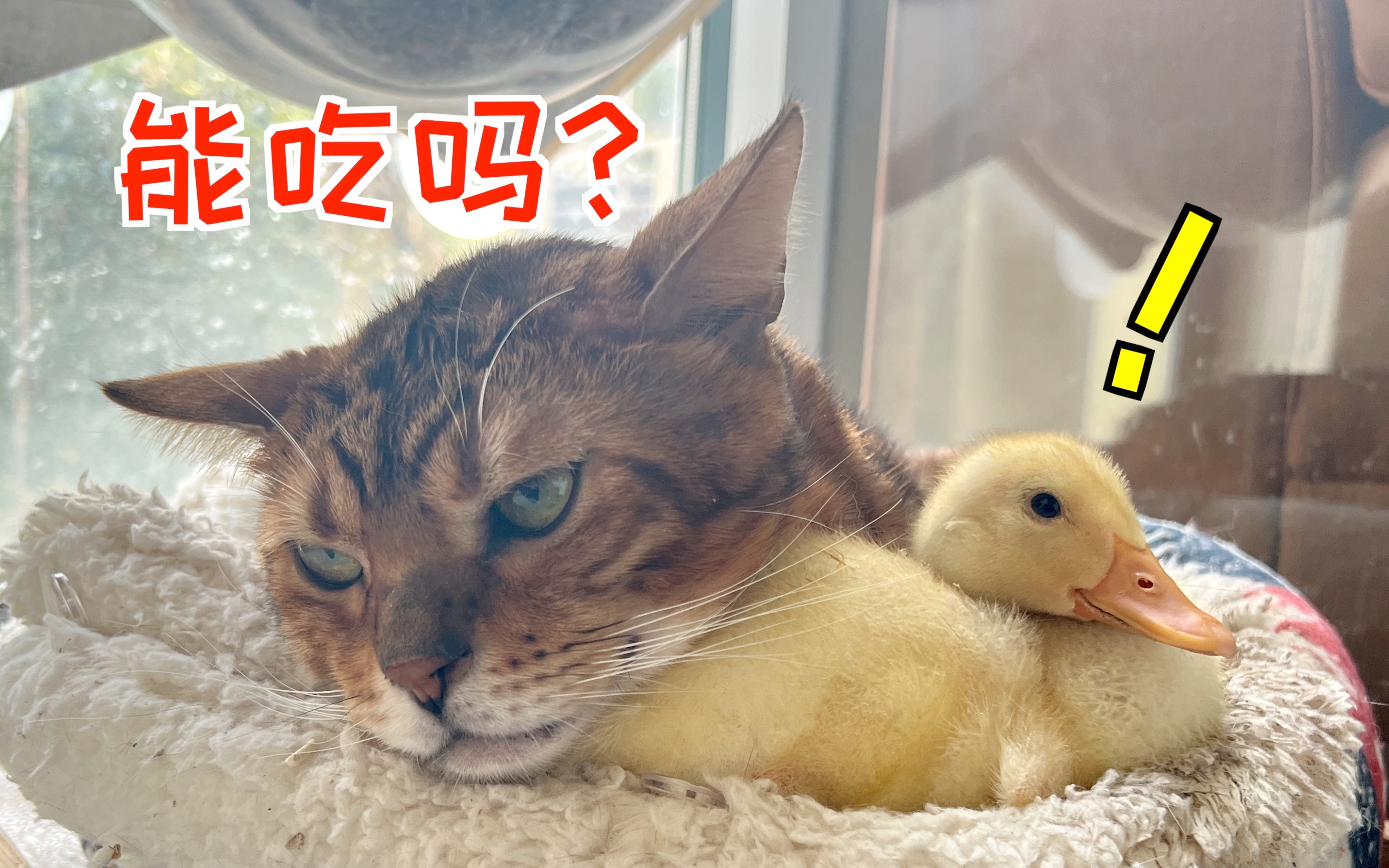 想吃一只鸭的时候 眼神是藏不住的