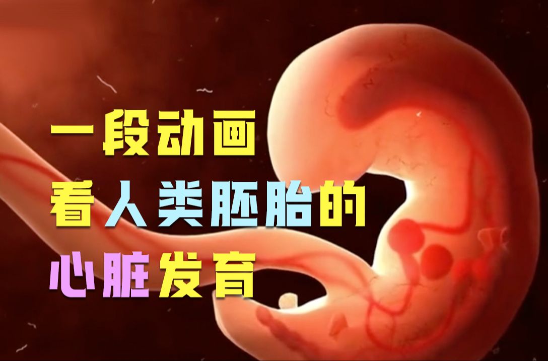 一段动画看人类胚胎的心脏发育